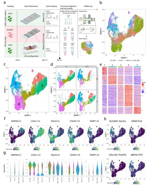 scrna seq highlights co culture and hpc correlated cellular