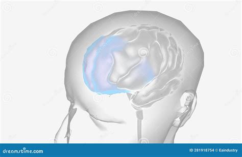 The Prefrontal Cortex Brain Stimulation Stock Illustration