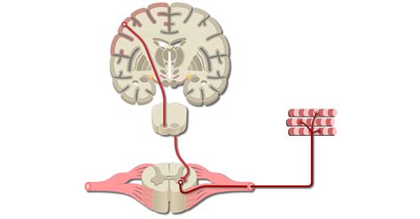 Primary Motor Cortex