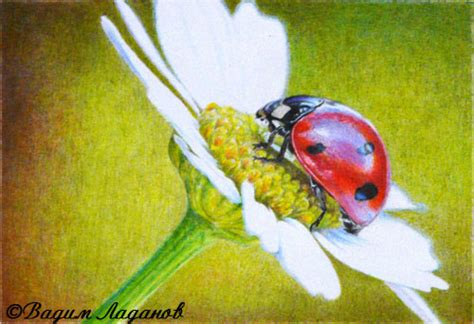 Галерея — Уроки рисования карандашами и пастелью