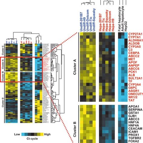 Two Way Cluster Analysis Of Gene Expression In Undifferentiated And Download Scientific Diagram