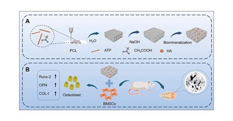 Biomimetic Hydroxyapatite On 3d Printed Nanoattapulgite