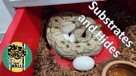 Ball Python Substrate Mix At Keith Criswell Blog