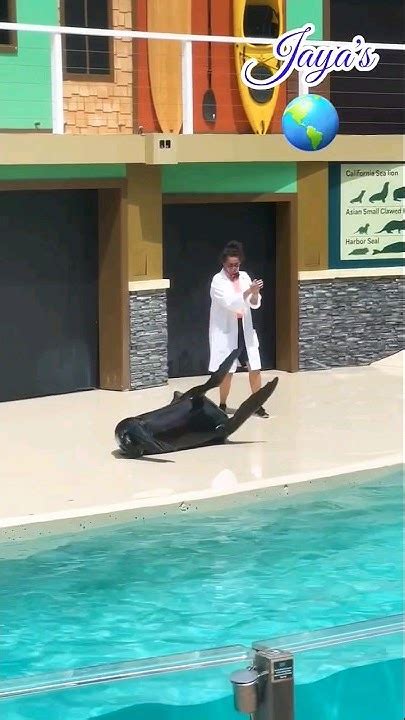 Sea Lion Clapping Sea World San Antonio Texas Youtube