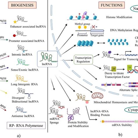 A Schematic Representation Of Different Classes Of Non Coding Rnas Download Scientific Diagram