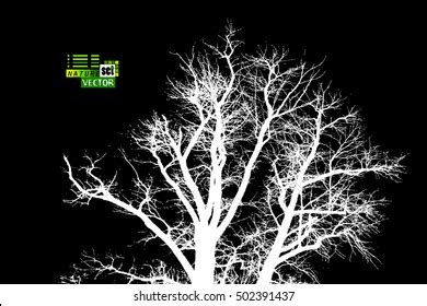 Tracing Trees Vector Stock Vector Royalty Free Shutterstock