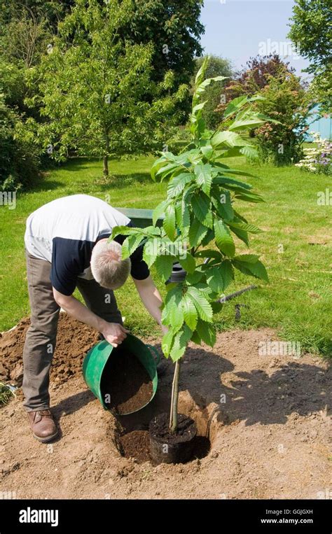 Tree Planting Adding Compost MIW Stock Photo Alamy