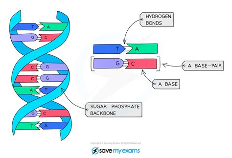 Dna Structure Cambridge Cie O Level Biology Revision Notes 2021