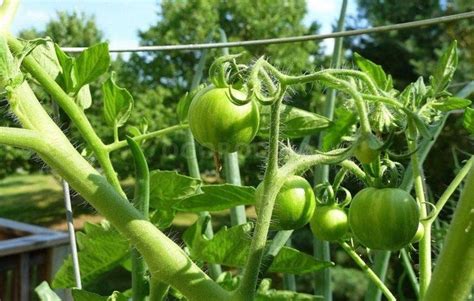 Частые ошибки которые снижают урожай томатов Выращивание помидоров Огородничество Сад