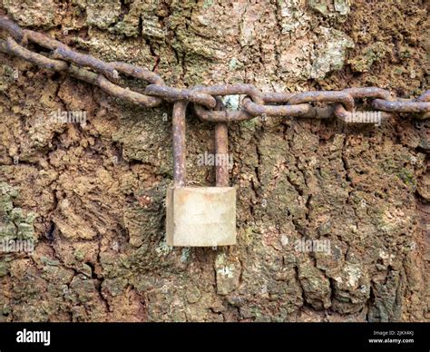 Rusty Chains And Keys Tied To Tree Trunks Rusty Chain And Padlock Stock Photo Alamy