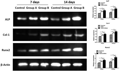 Western Blot And Semiquantitative Analysis Of Alp Col 1 And Runx2