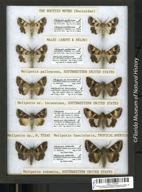 Owlet Moths Part 2 Mcguire Center