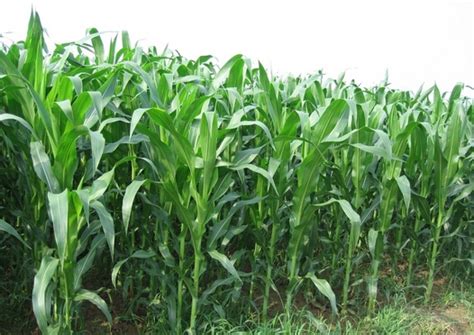 红色劲典玉米缓释肥料让种粮大户乐开颜！农化服务缓控释肥网