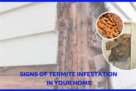Signs Of Termite Infestation In Your Home