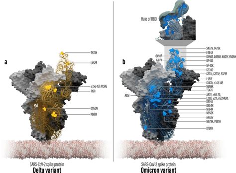 Overview Of Structural Models Of The Spike Protein Of Sars Cov 2 Download Scientific Diagram