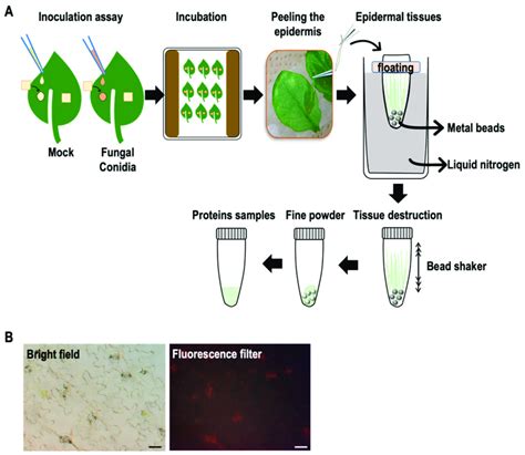 Illustration Of Leaf Inoculation Epidermal Peel Preparation And