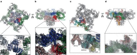 Intra And Inter Protomer Interactions Formed By Cytosolic Domains