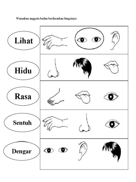 Lembaran Kerja Fungsi Anggota Badan Pdf Lembar Kerja Siswa Rangka