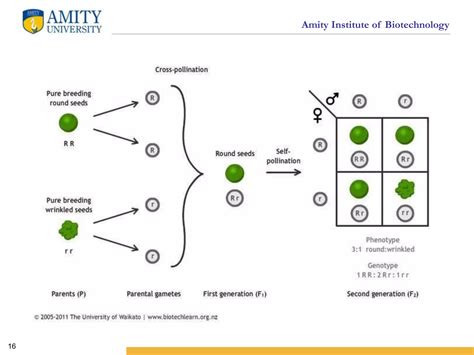 Mendelian Principles On Inheritance PPTX