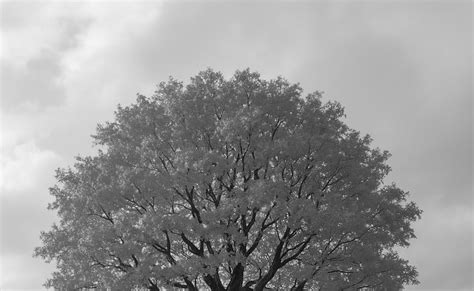 Phantasie Die Geschichte Vom Goldbaum