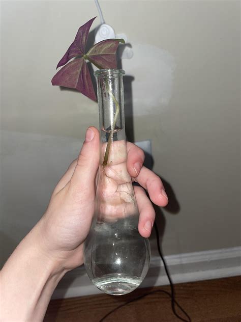 Oxalis Triangularis Propagation R Propagation