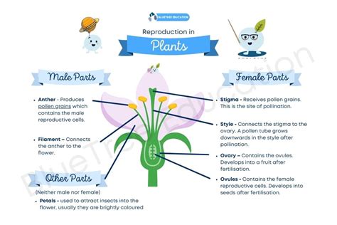 Reproduction In Plants And Humans Upper Block Science Bluetree