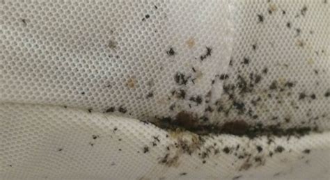 Terminix Bed Bug Treatment And Costs