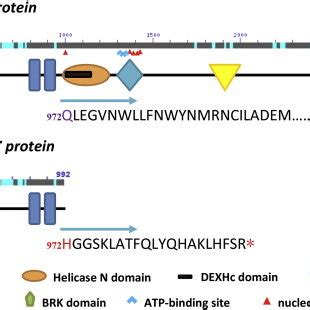A Schematic Representation Of The Wild Type And Mutant CHD7 Protein In