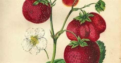 A Taste Of History With Joyce White July 3 1806 The Introduction Of