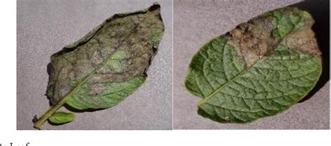 Figure 2 From Deep Learning Based Potato Leaf Disease Detection Using Cnn In The Agricultural