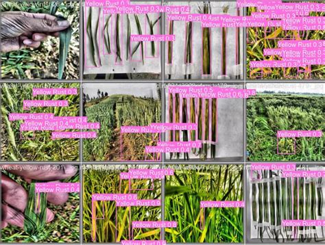 基于 Yolov8 模型进行操作训练 小麦病害检测数据集 识别小麦病害8类的检测 使用已经训练好的 Yolov8 模型 建立基于深度学习的小麦病害检测系统基于深度学习的小麦病虫害识别系统的
