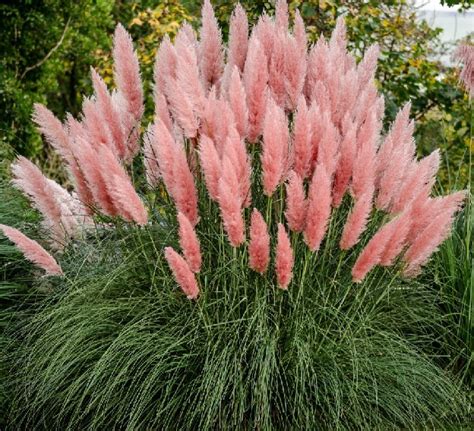 Пампасна трава Rosea 1 рік Кортадерия пампасная трава Розеа Cortaderia Selloana Rosea