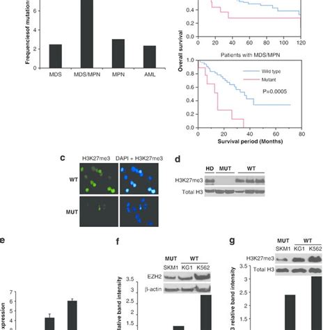 Ezh2 Mutations In Myeloid Malignancies And Clinical Impact Of Download Scientific Diagram