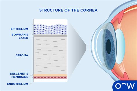Cornea Conjunctiva Layers