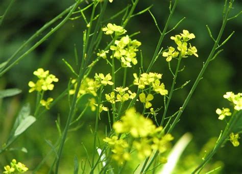 Горчица сарептская семена ботаническое описание и фото Сорта