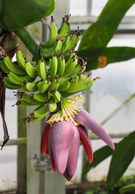 Dwarf Cavendish Banana Tree Care Essentials 🍌 🌱 Unlock A Bounty Of Bananas