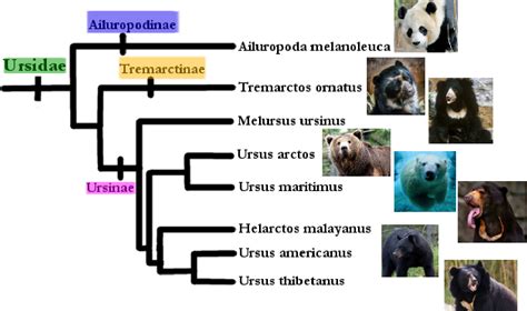 Red Panda Diagram Of Evolution