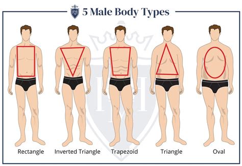 Body Shapes Male Mens Body Types Fashion Men Body Shape Male Body Types