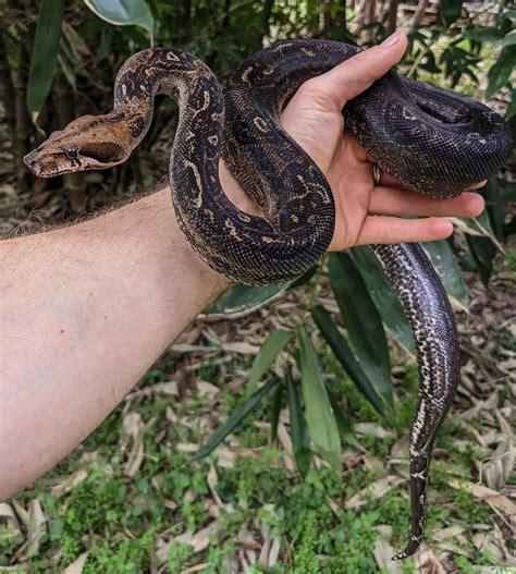 Leopard Boa Constrictor Male ~4ft