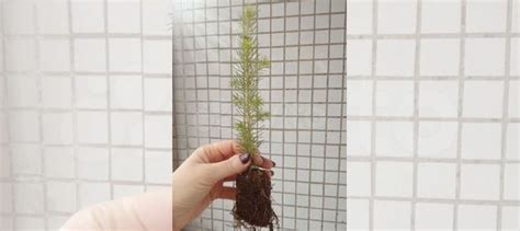 Саженцы сосны купить в Санкт-Петербурге | Товары для дома и дачи | Авито