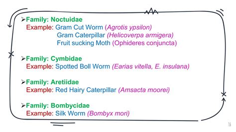 Order Insecta Classification Pptx