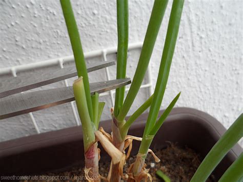 Sweet Home Chefs Food Decoration Spring Onion Curls Flower