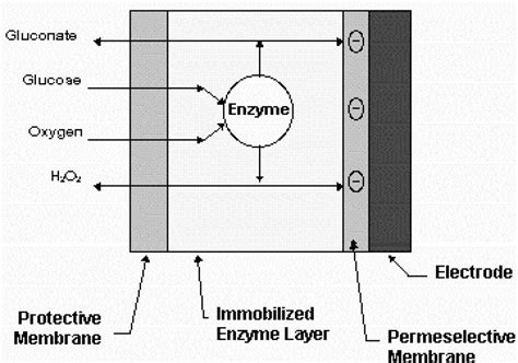 1 Overall Structure Of Glucose Biosensor Download Scientific Diagram