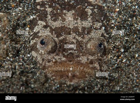 Reticulate Stargazer Uranoscopus Sp Hi Res Stock Photography And Images