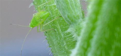 Beans Runner Grow Guide