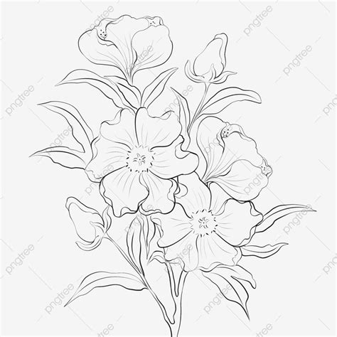 선화 일러스트 식물 꽃 모란 클립 아트 흑백 선화 식물 꽃 꽃다발 꽃 피는 모란 Png 일러스트 및 Psd 이미지 무료 다운로드 Pngtree Flower