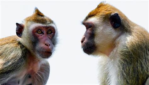 Premium Ai Image Monkey On White