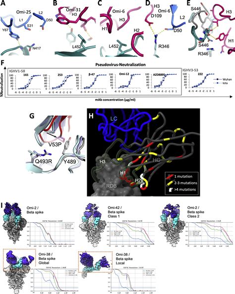 Potent Cross Reactive Antibodies Following Omicron Breakthrough In