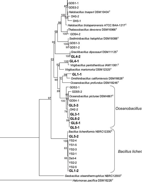 Neighbor Joining Tree Showing The Relationships Of Isolates From Download Scientific Diagram