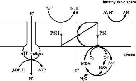 irrungen wirrungen the mehler reaction in relation to cyclic electron